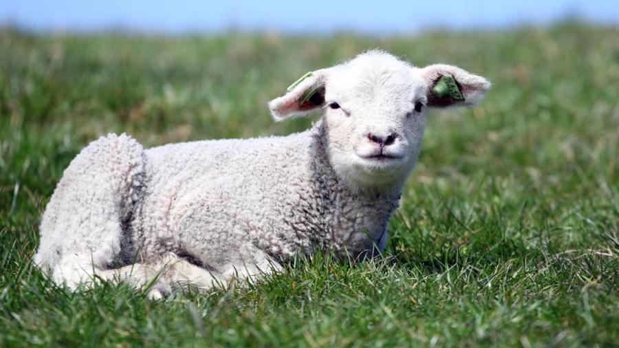 What Does the Lamb Symbolize?