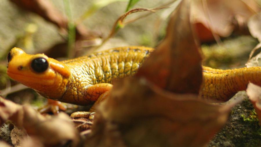 What Is a Postanal Tail?