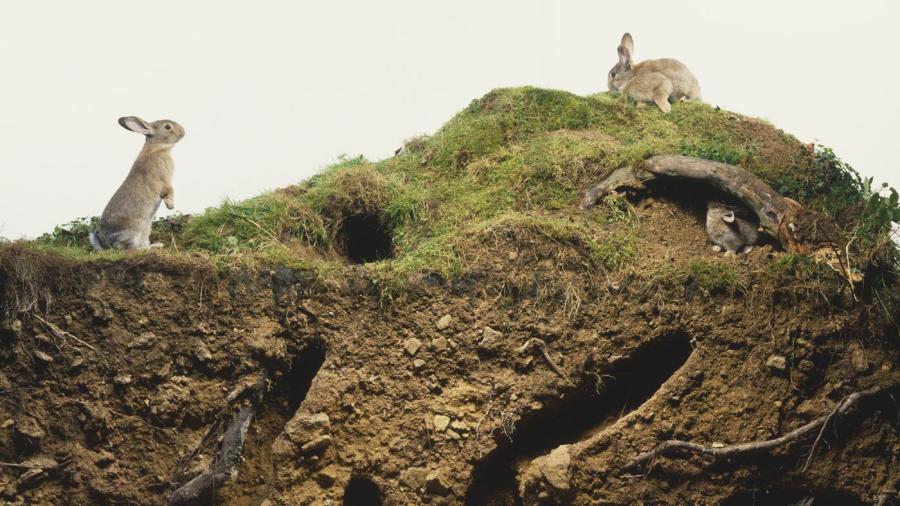 Where Do Rabbits Live in the Woods?