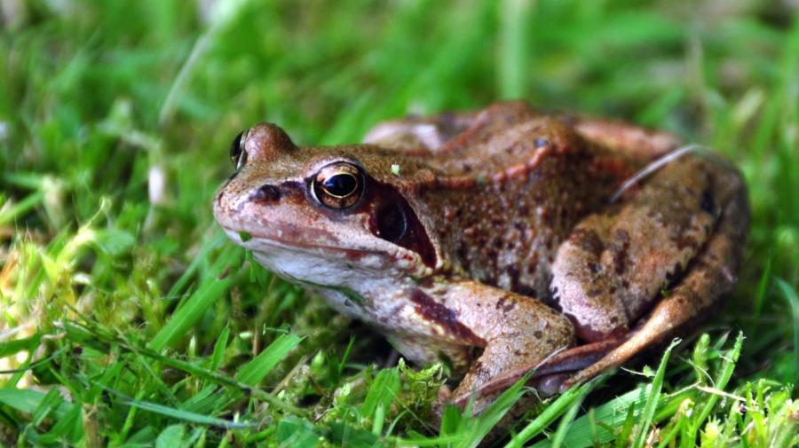 How Do Frogs Protect Themselves From Predators?