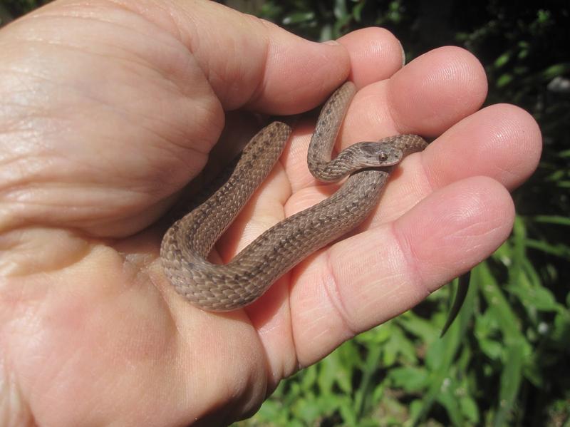 What Are Baby Snakes Called?