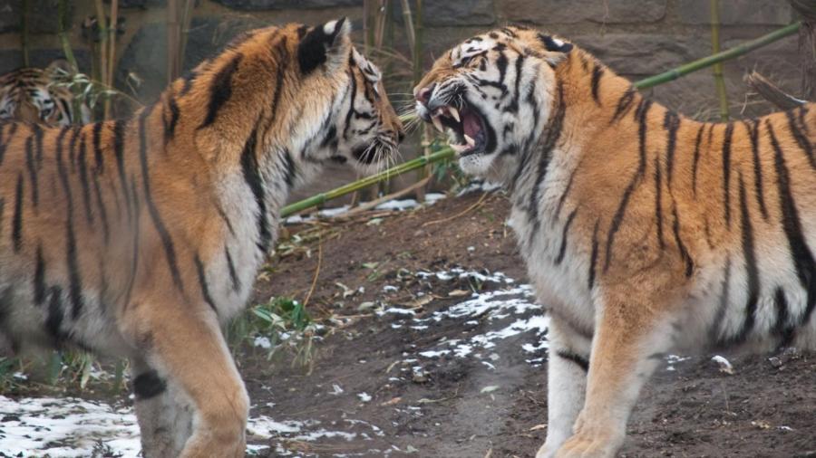 Who Are the Predators of Tigers?