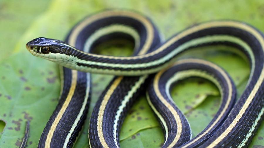 How Do Snakes Adapt to Their Environment?