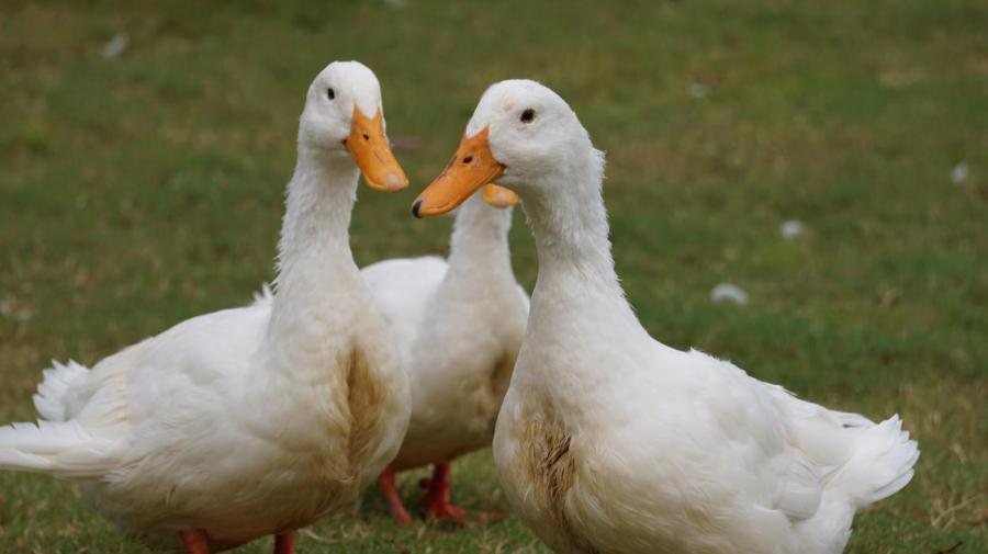 How Can You Tell If a White Duck Is Male or Female?
