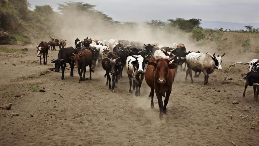 Why Did Cattle Drives End in the Late 1800s?