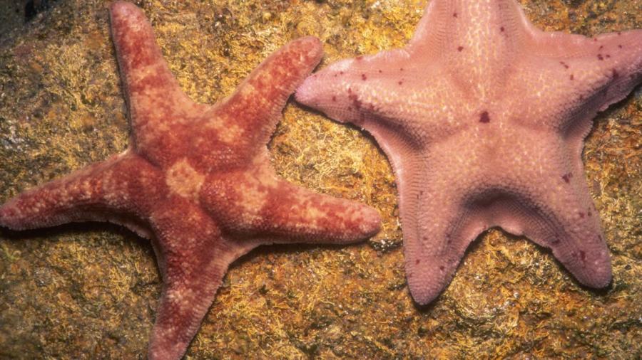 What Do the Five Points of the "Blood" Gang Star Represent?