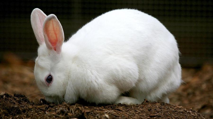 What Are the Stages of a Rabbit's Life Cycle?