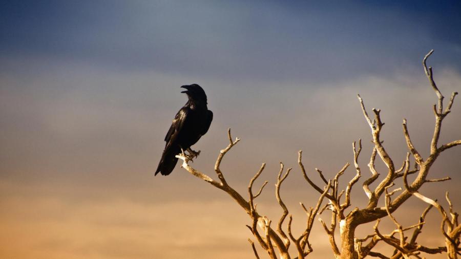 What Are Examples of Assonance in The Raven?