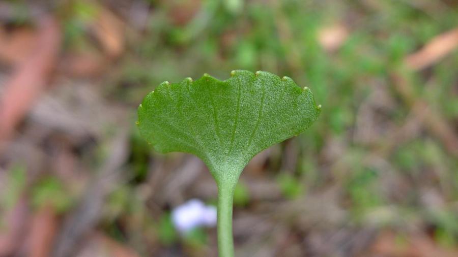 What Does the Ivy Leaf Represent in the Alpha Kappa Alpha Sorority?