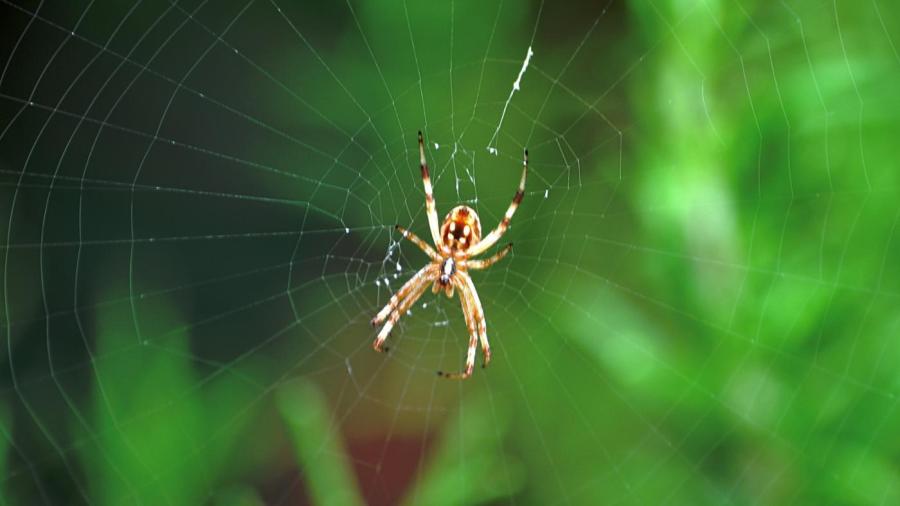 What Are Some Adaptations That Spiders Have?