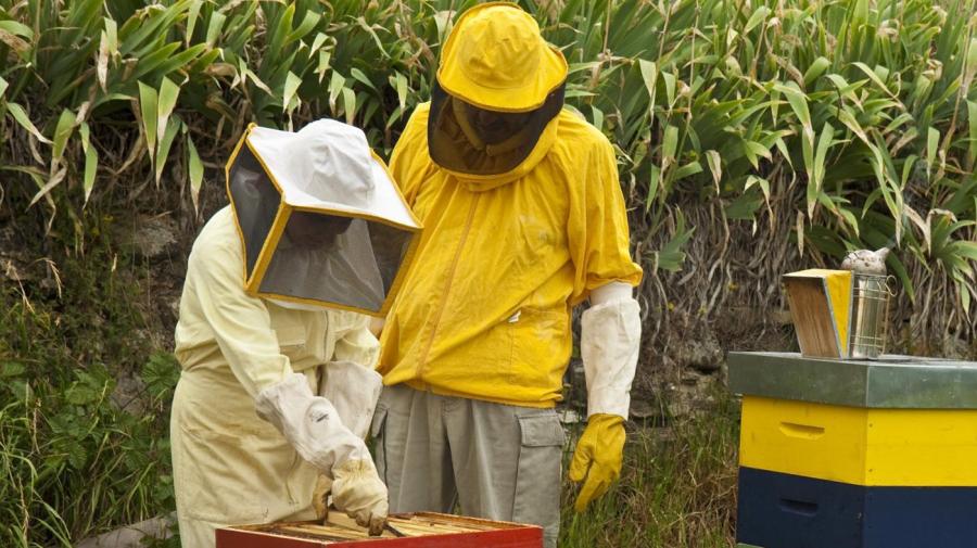 What Is the Scientific Name for Beekeeper?
