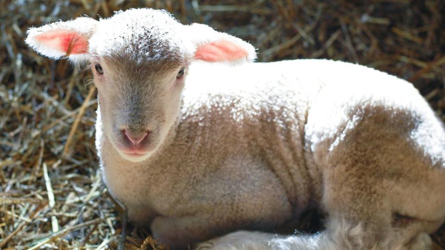 What Is a Baby Lamb Called?