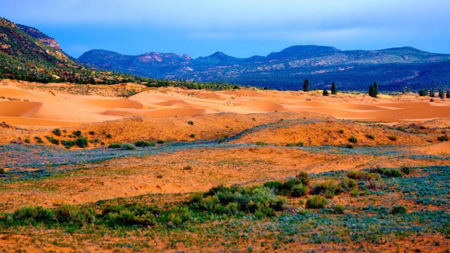 What Is an Example of Mutualism in the Desert?