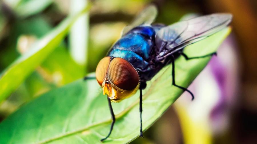 How Many Eyes Does a Fly Have?