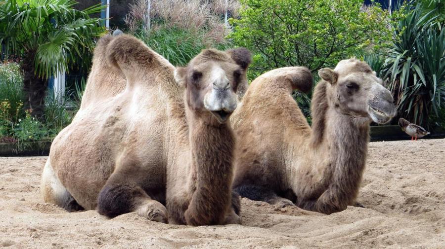 How Do Camels Protect Themselves From Predators?