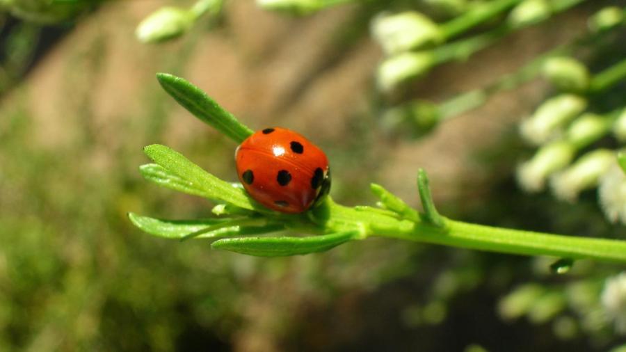 What Is a Male Ladybug Called?