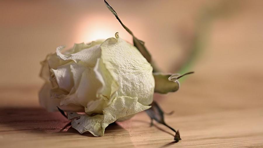 What Is the Meaning of 18 Roses and Candles in a Debut?