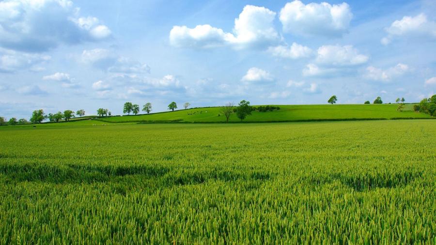 What Is the Difference Between an Acre and a Hectare?