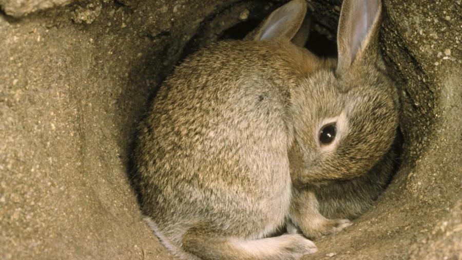 What Does a Rabbit Burrow Look Like?