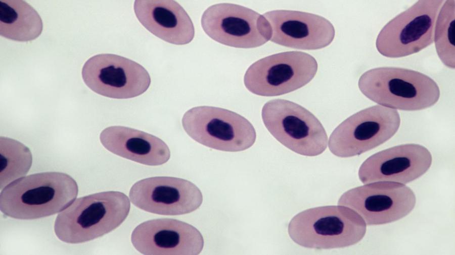 What Are Three Reasons Why Cells Divide?