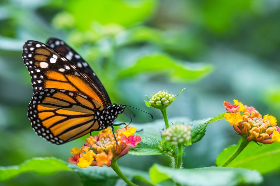 The Ultimate Butterfly Species Identification Guide: Everything You ...