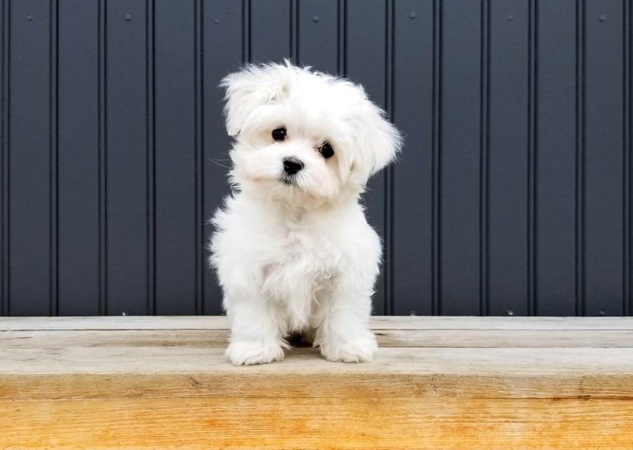 A Step-by-Step Guide: Training Your Puppy Basic Commands - Reference.com