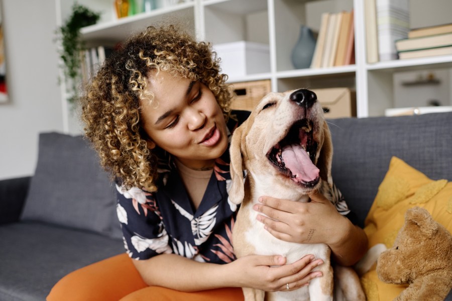 The Science Behind It: Understanding Your Pet's Behavior Patterns ...